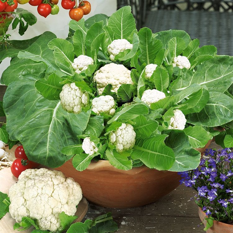 Easy To Grow Tiny Veggies — Bees and Roses. Gardening tips and hacks.