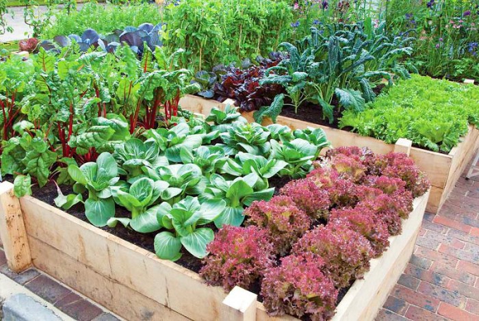 13 Fast Growing Vegetables — Bees and Roses. Gardening tips and hacks.