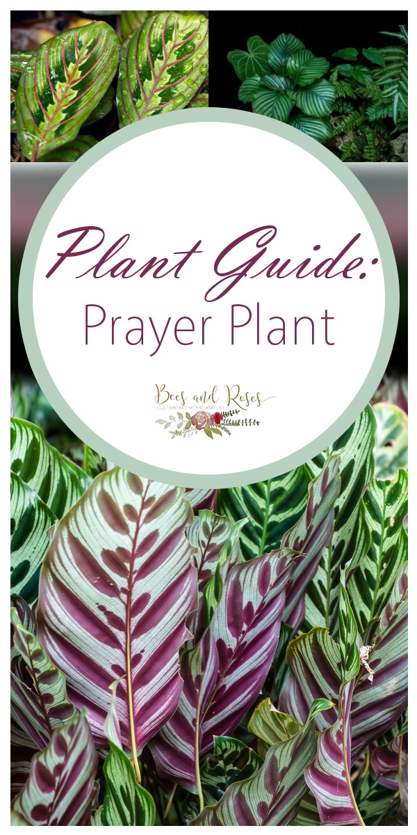 Plant Guide: Prayer Plant ~ Bees and Roses