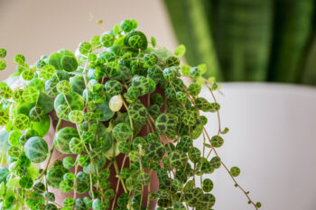 A Complete Guide to the String of Turtles Plant - Bees and Roses